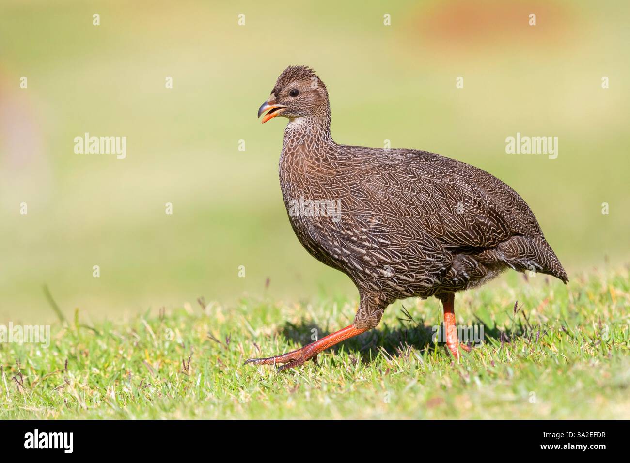 Cape francolin, Cape pheasant, Cape spurfowl (Pternistis capensis ...
