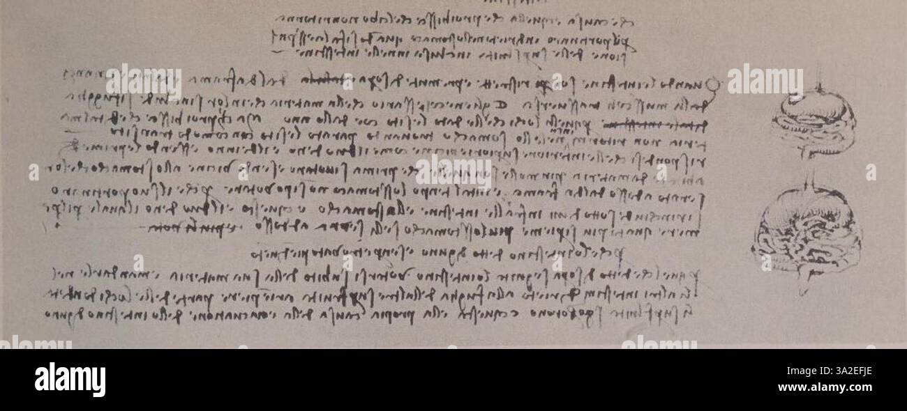 ‘Clark, 19066 verso’ by Leonardo da Vinci is a further anatomical study ...