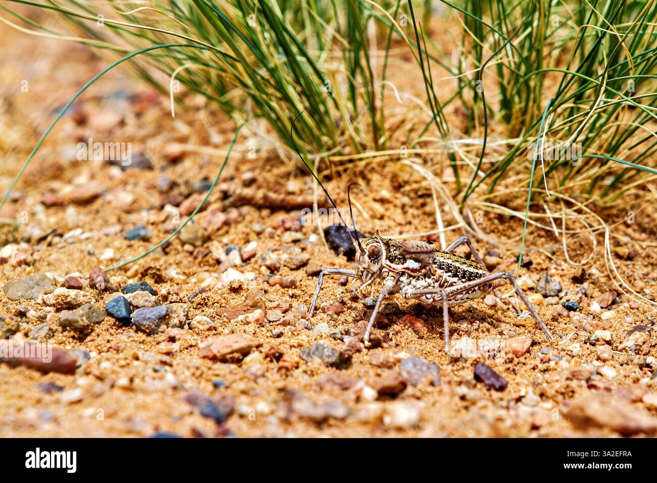 Armored insect hi-res stock photography and images - Alamy