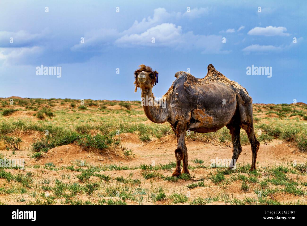 Camels in gobi desert hi-res stock photography and images - Alamy