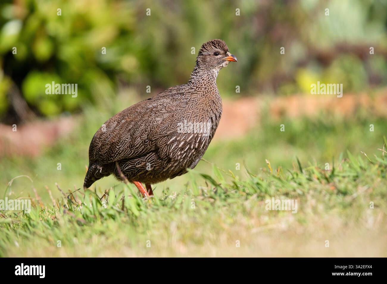Cape francolin, Cape pheasant, Cape spurfowl (Pternistis capensis ...