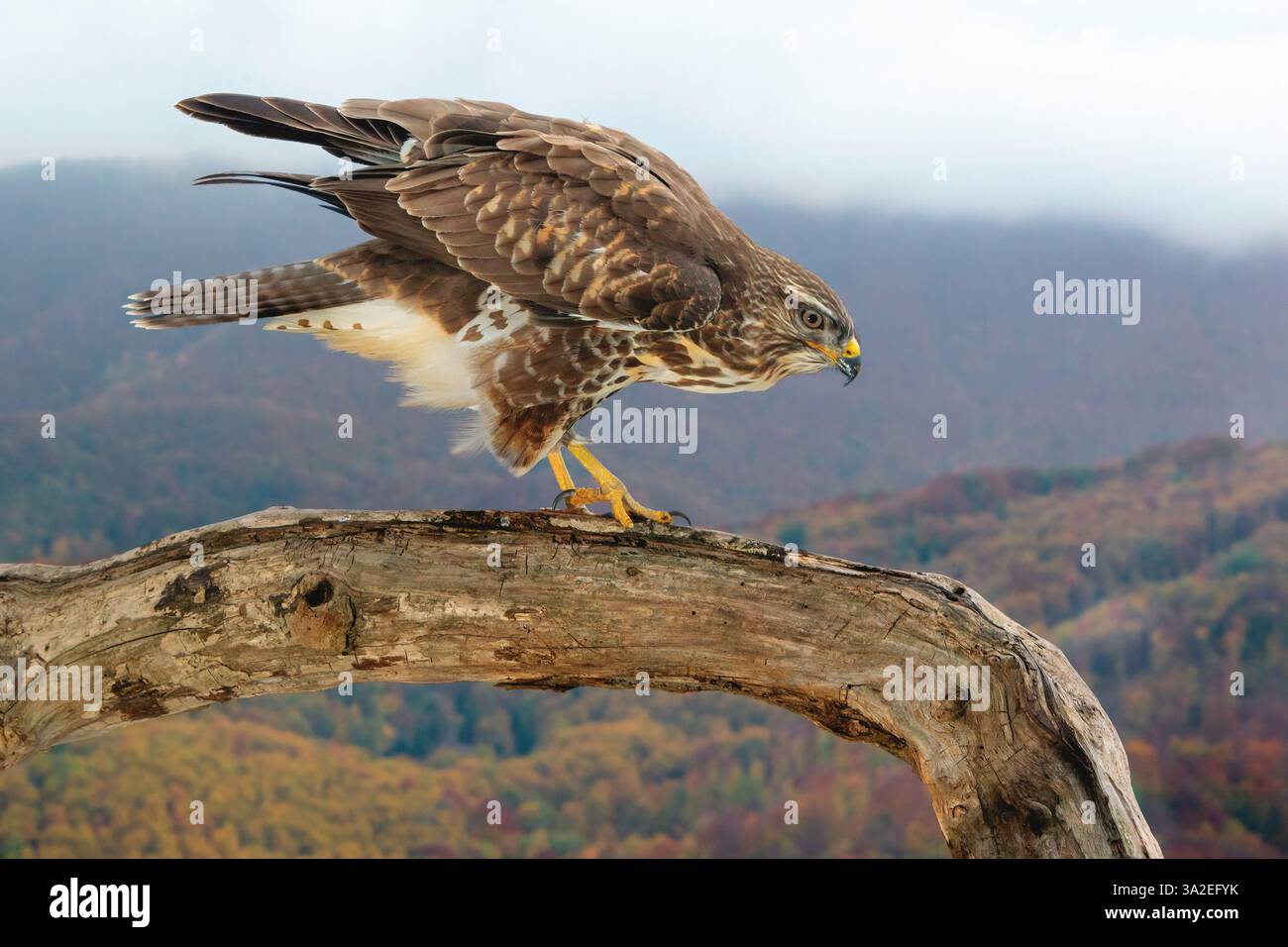 Eurasian buzzard, common buzzard (Buteo buteo), young bird perching in ...
