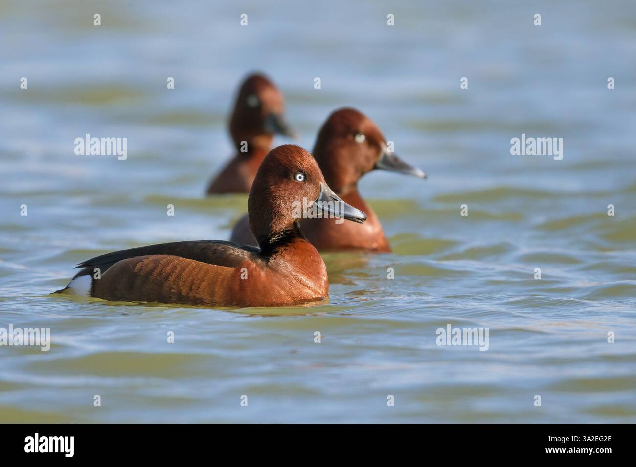 ferruginous duck, ferruginous pochard, common white-eye, white-eyed ...