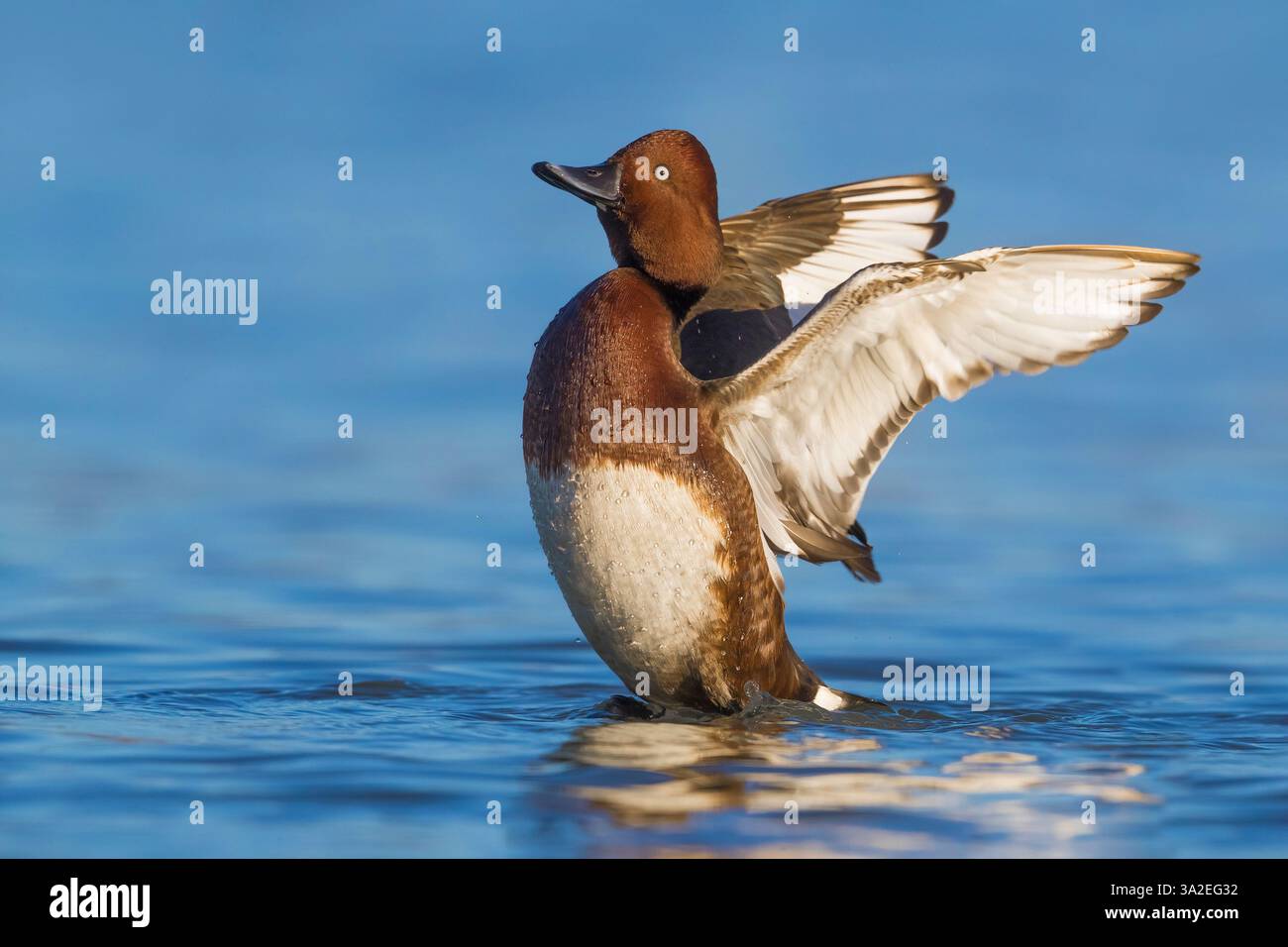 ferruginous duck, ferruginous pochard, common white-eye, white-eyed ...
