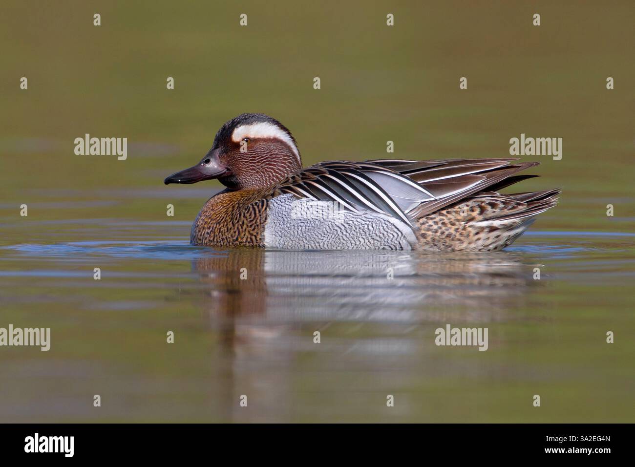 garganey (Spatula querquedula, Anas querquedula), swimming drake, side ...