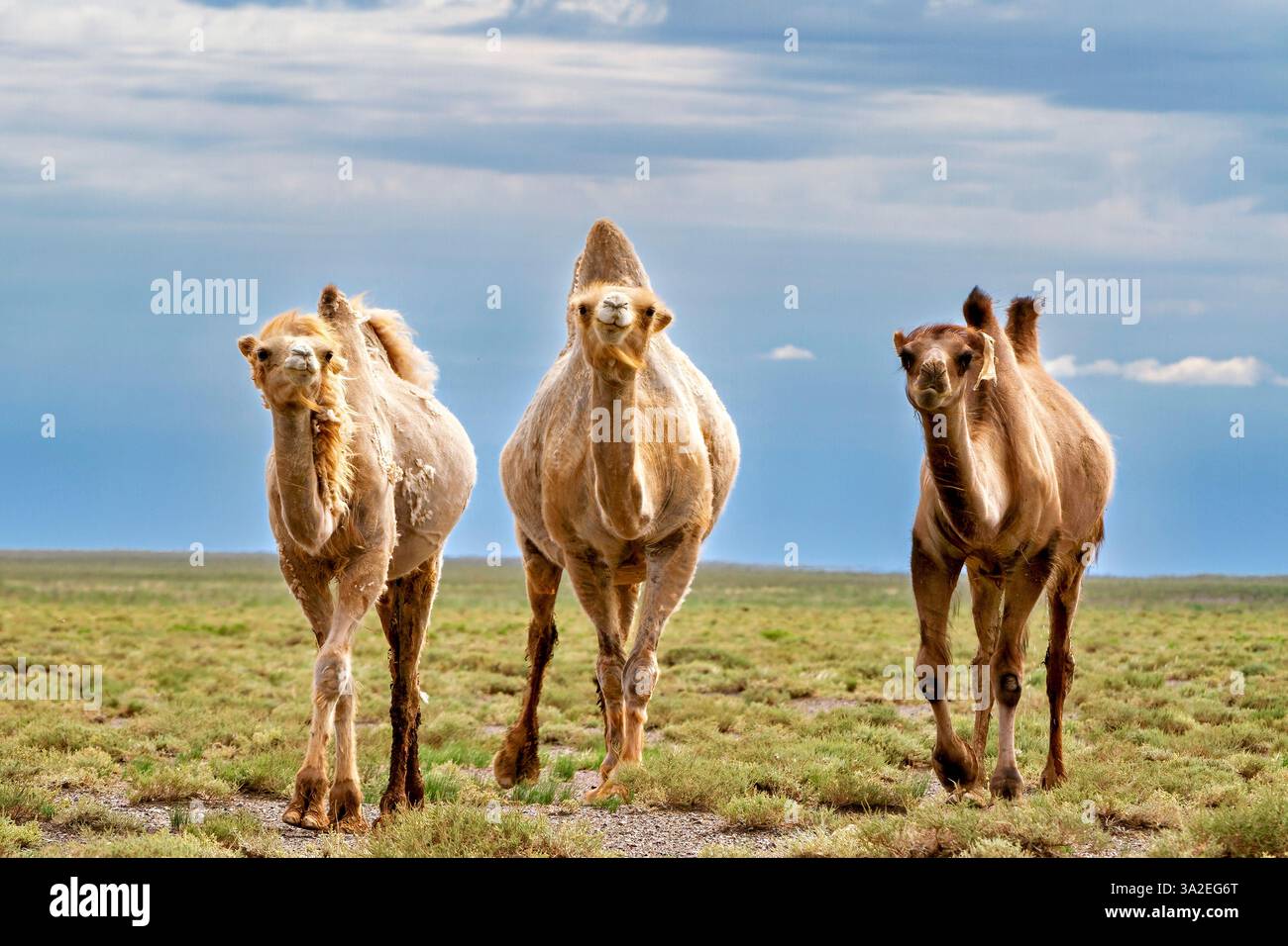 Camels in gobi desert hi-res stock photography and images - Alamy