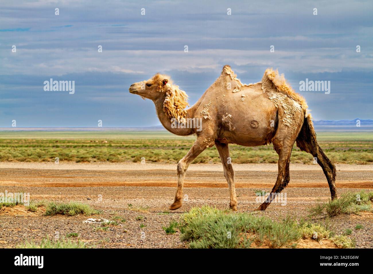 Camels in gobi desert hi-res stock photography and images - Alamy