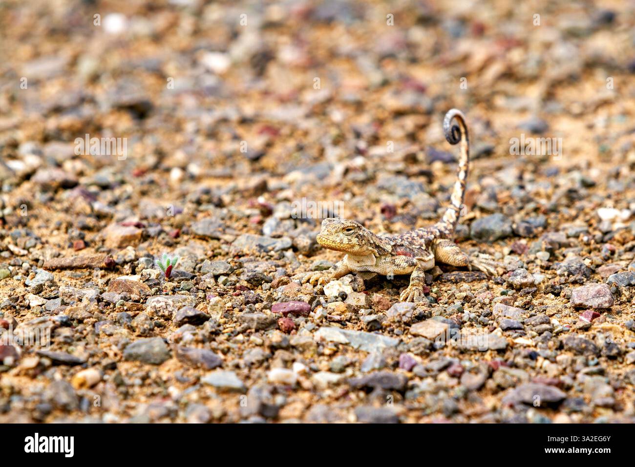 Toad Headed Agama in the Gobi Desert Stock Photo - Alamy