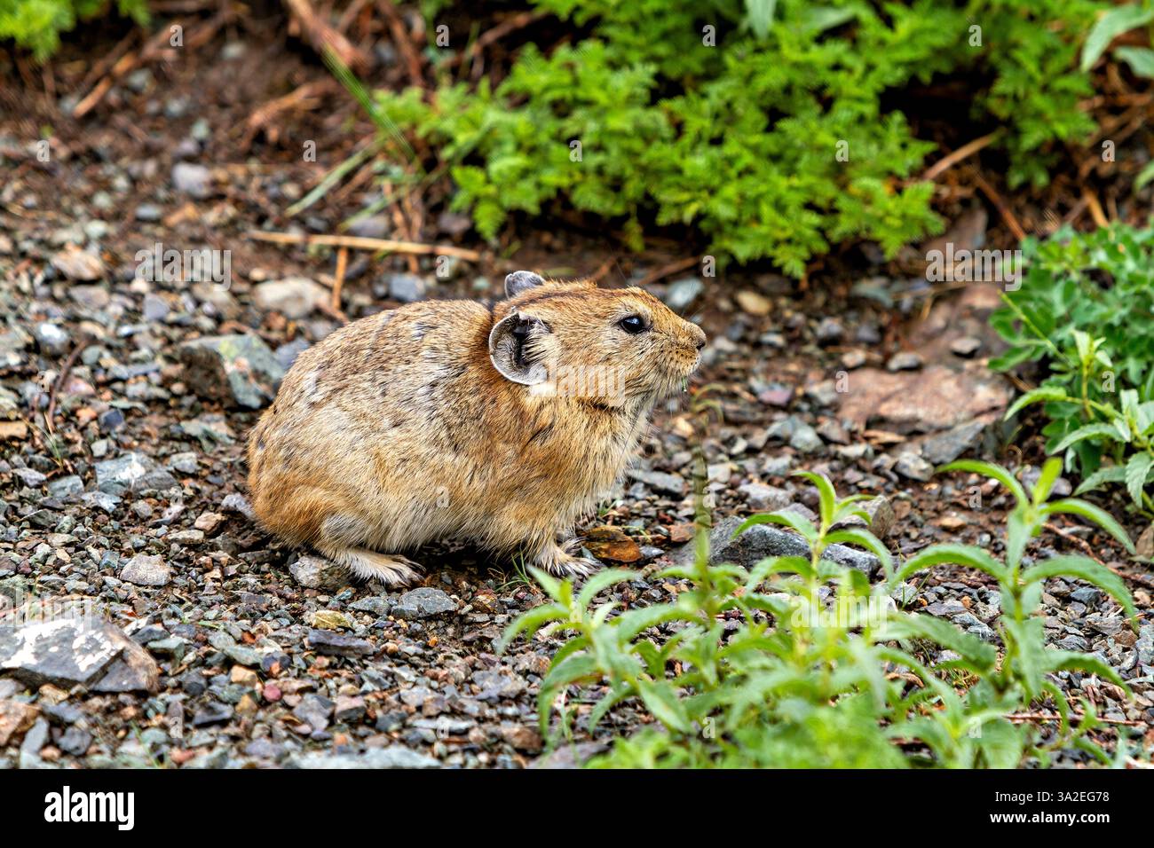 A wild pika in mongolia Stock Photo - Alamy