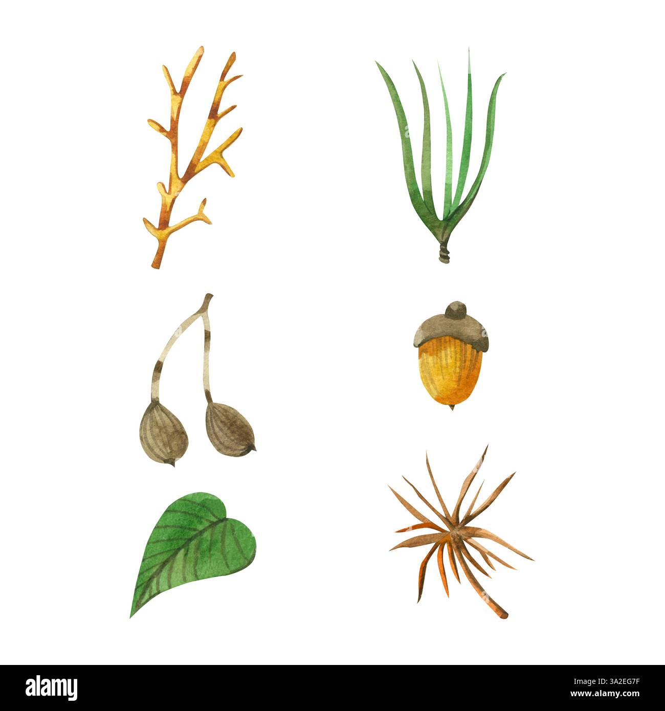 A set of watercolor illustrations. Tree leaves, cones, acorns, pine ...