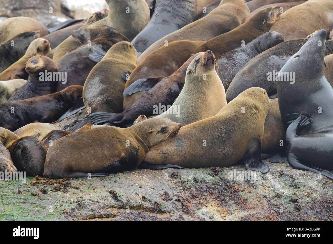 South African fur seal, Cape fur seal (Arctocephalus pusillus pusillus ...