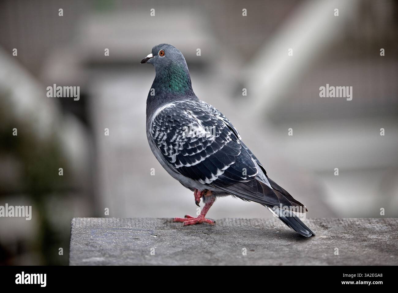 domestic pigeon, feral pigeon (Columba livia f. domestica), Pigeon in ...