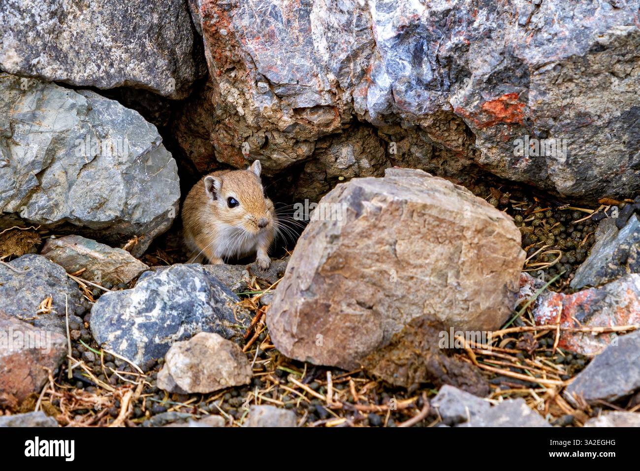 A wild pika in mongolia Stock Photo - Alamy
