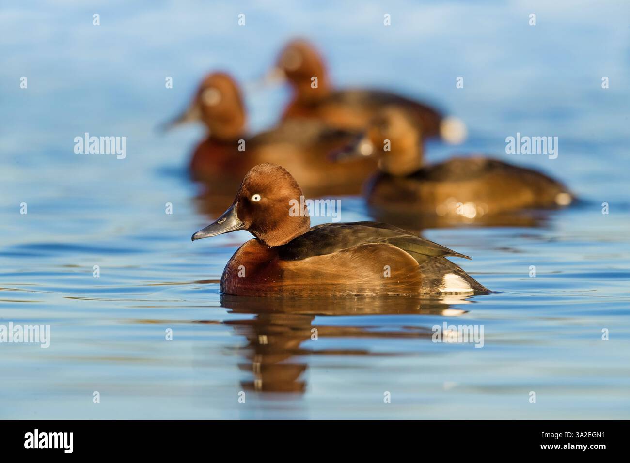 ferruginous duck, ferruginous pochard, common white-eye, white-eyed ...