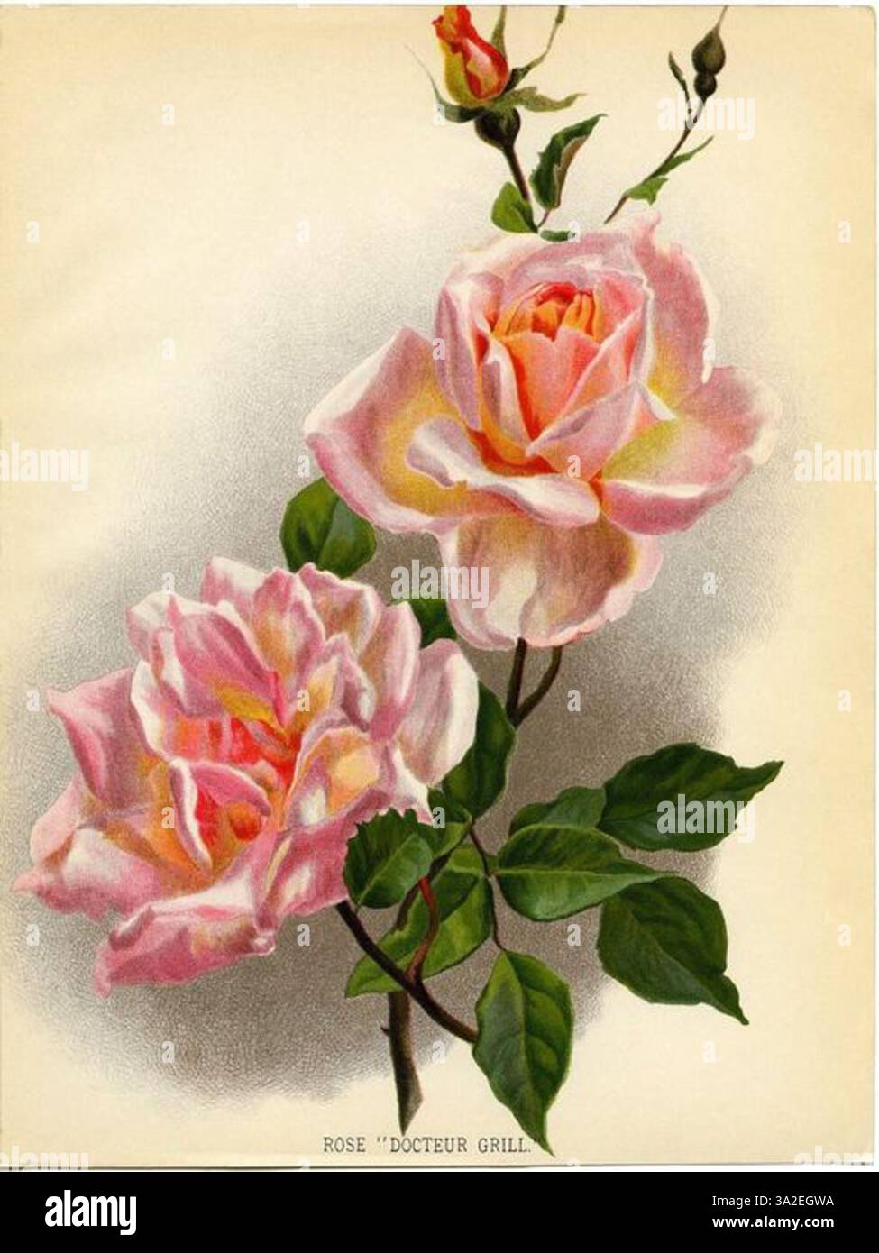 *Rose 'Docteur Grill'*, painted by Henry Moon in 1890, features the ...