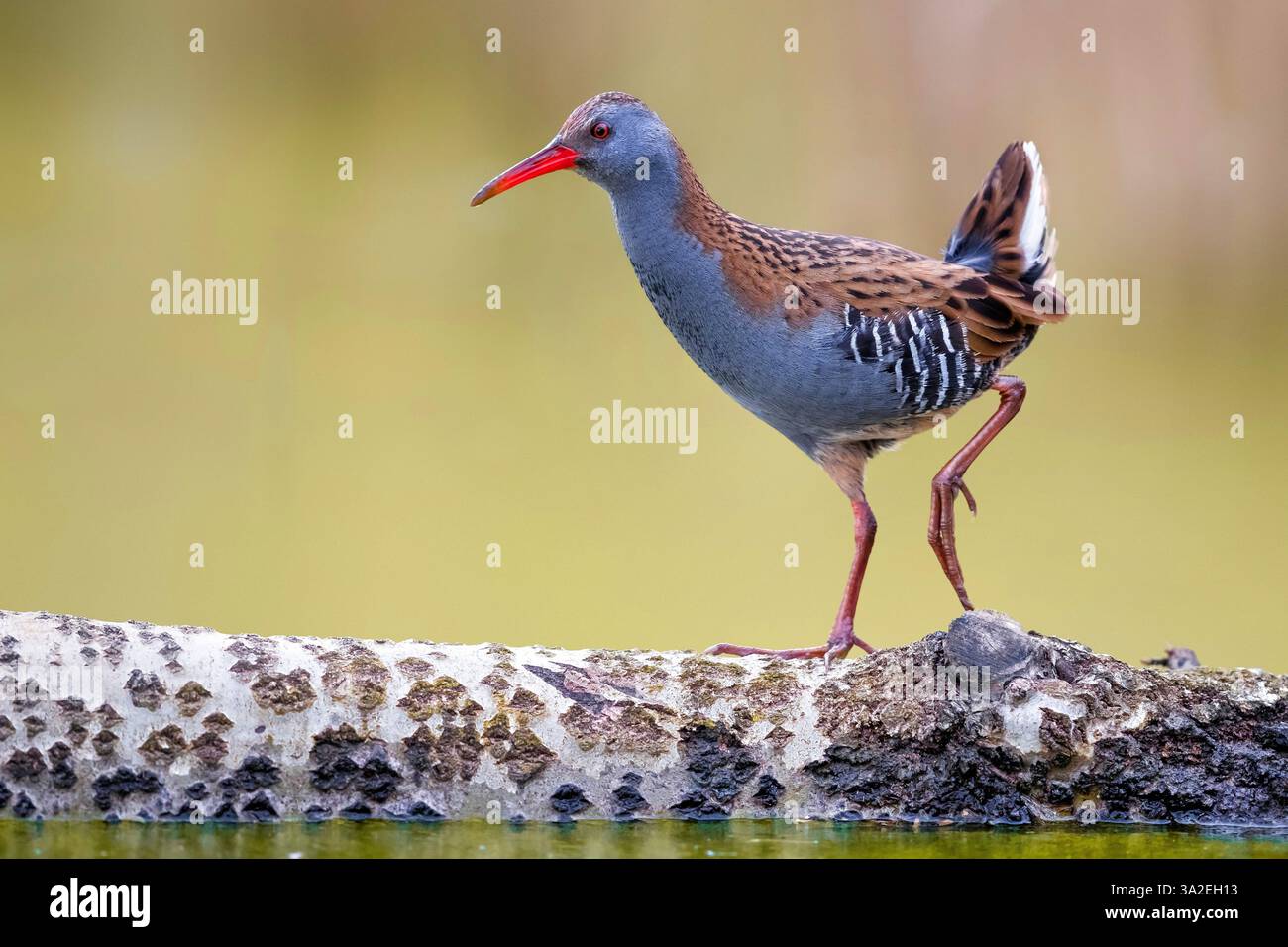 water rail, western water rail, European water rail (Rallus aquaticus ...