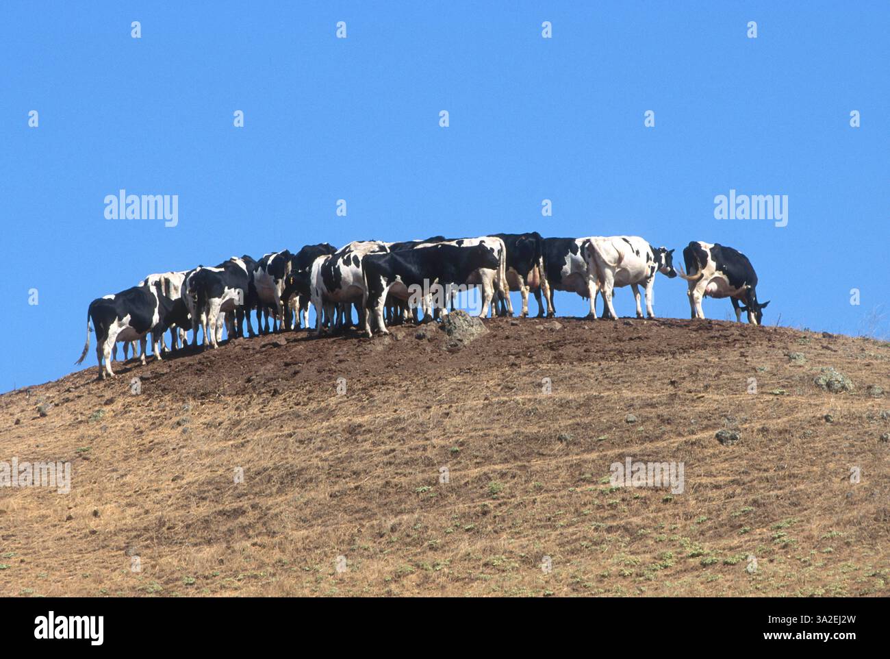 Jun 26, 1985 - U.S. - Cattle (colloquially cows) are the most common ...