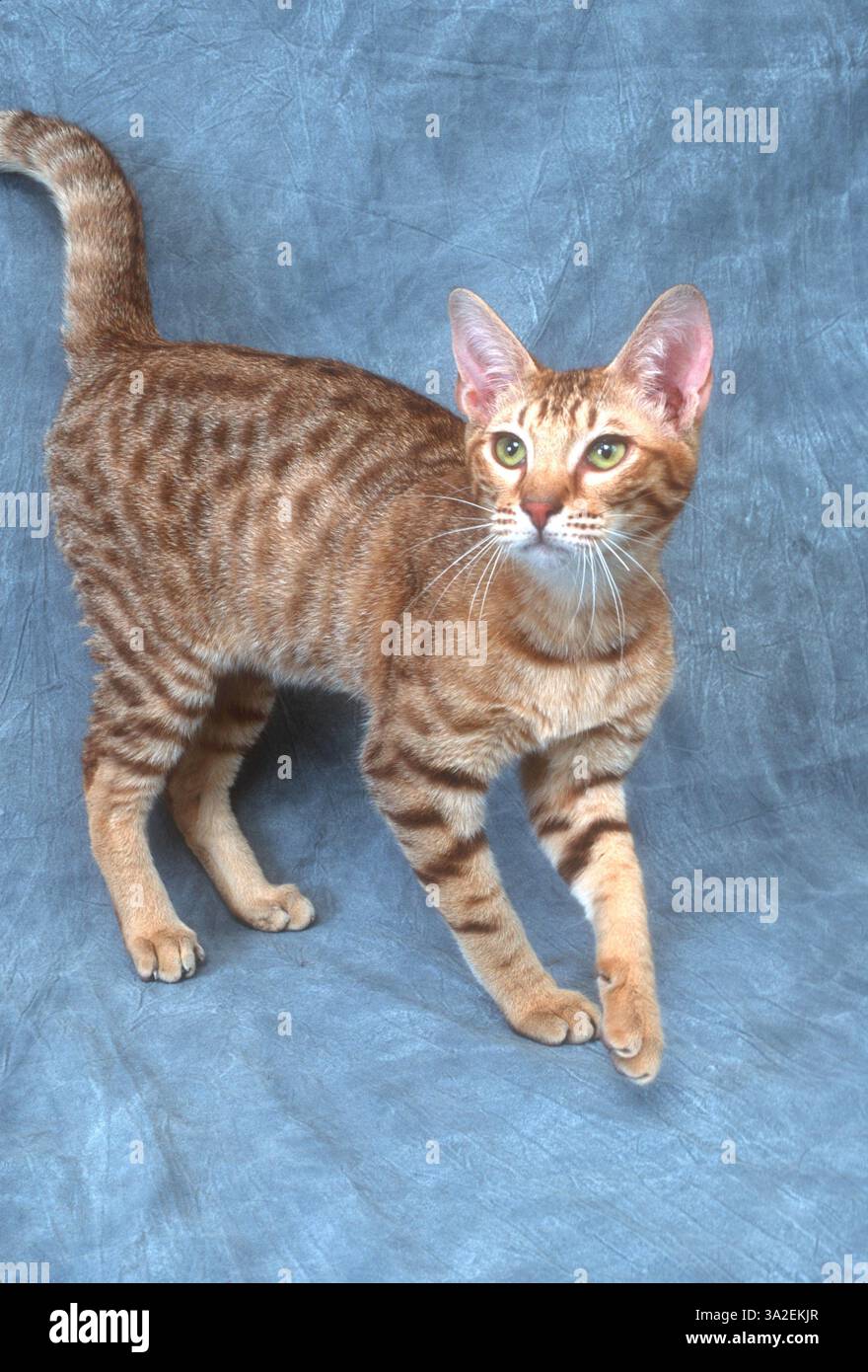Nov 15, 1996 - Laguna Beach, California, U.S. - Chocolate Ocicat - The ...