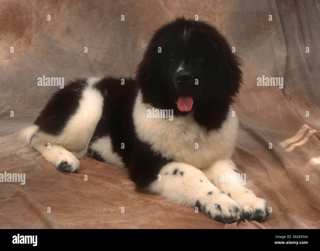 Rescue dog newfoundland swimming hi-res stock photography and images ...