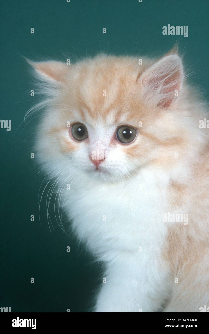 Jun 18, 1999 - Laguna Beach, California, U.S. - Baby cats, one of the ...