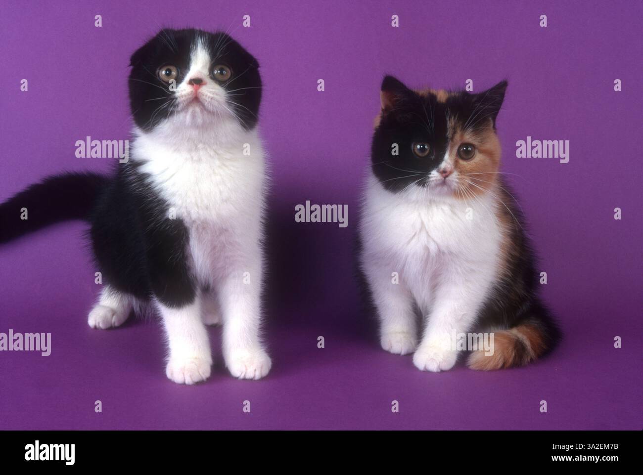 Jun 18, 1999 - Laguna Beach, California, U.S. - Baby cats, one of the ...