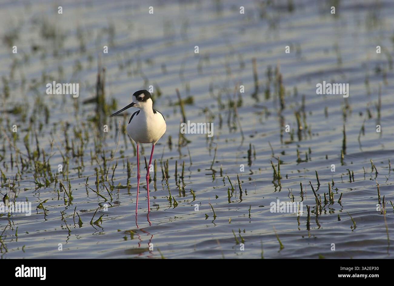 May 08, 2001; Tule Lake, CA, USA; A Black-necked stilt searches for ...