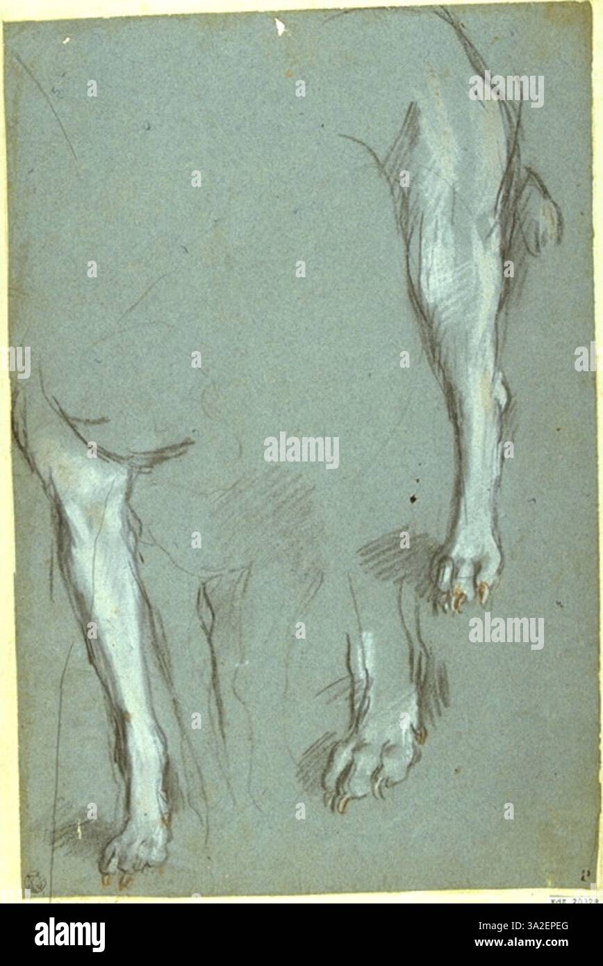 Study of the front and hind legs of a dog, focusing on anatomical ...