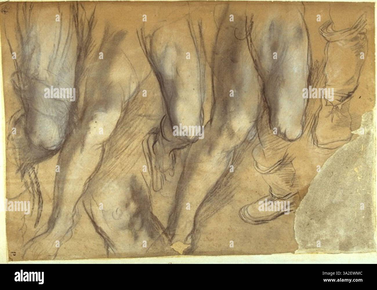 Barocci’s collection of studies focusing on the leg, highlighting ...