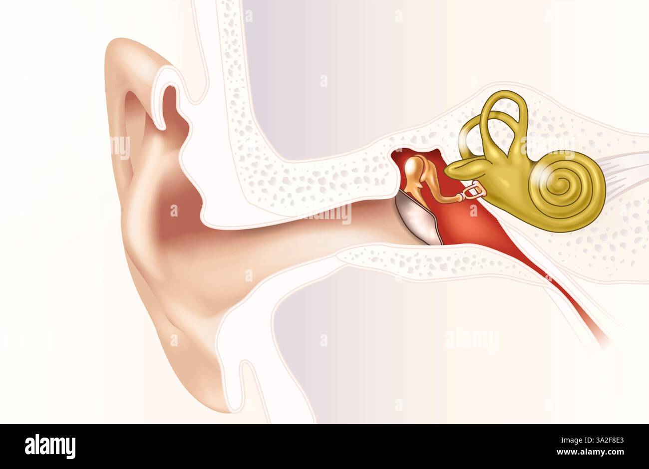 Illustration of the anatomy of the ear, showing the external ear pinna ...