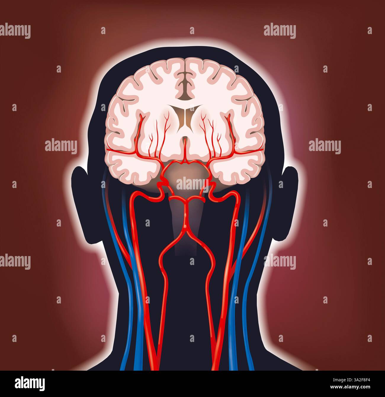 Normal brain and blood vessels. Computer artwork of a section through a ...