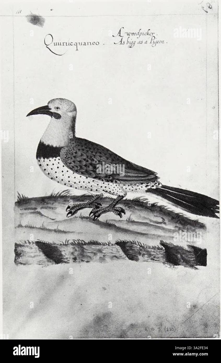 This 1540–1593 artwork by John White, featured in the Hulton 1984 ...