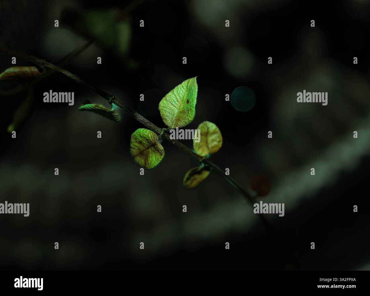 Plants and green leaves, orange leaves, vine, leaves on vine, thorn ...