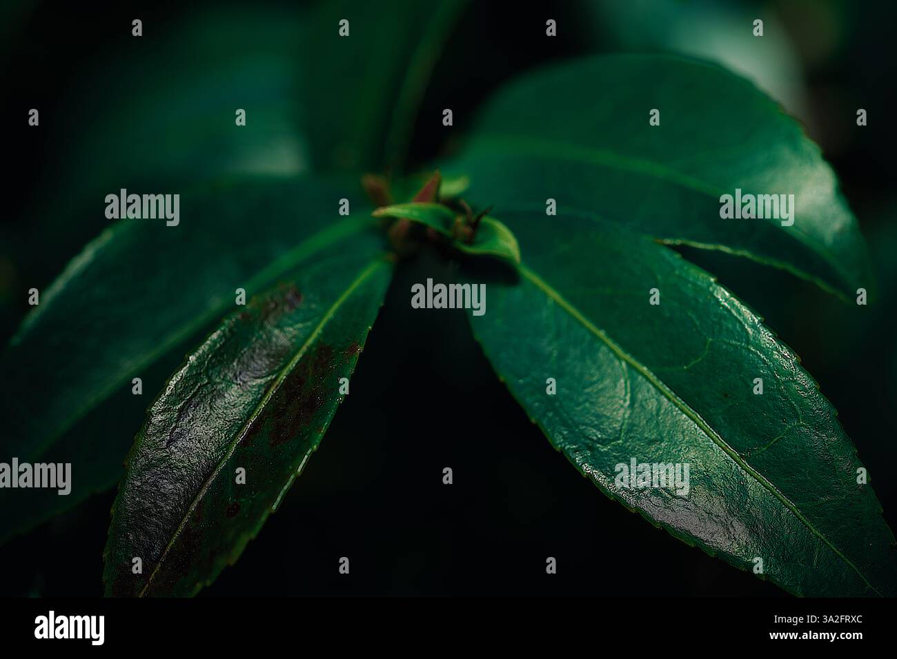 Plants and green leaves, orange leaves, vine, leaves on vine, thorn ...