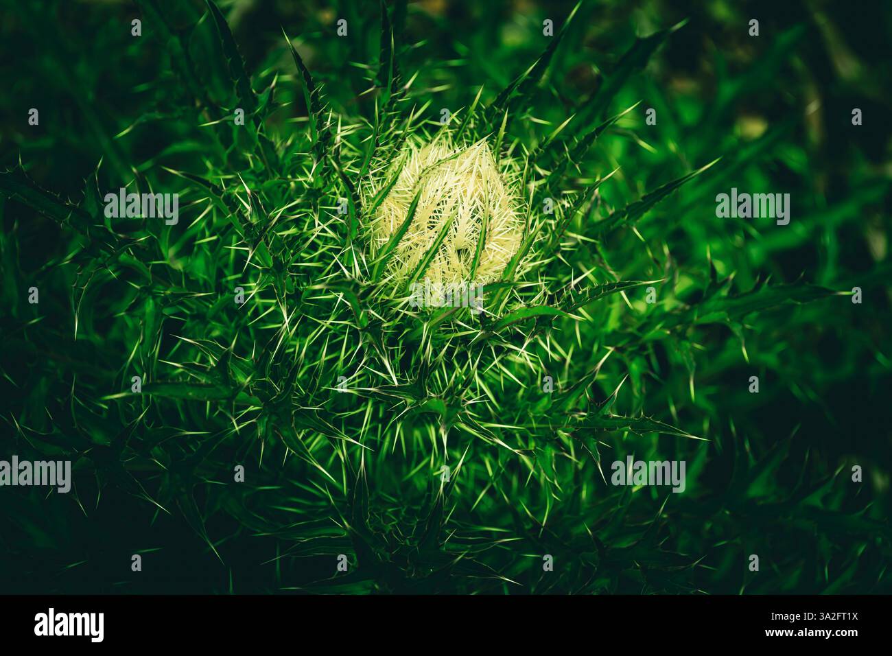 Plants and green leaves, orange leaves, vine, leaves on vine, thorn ...