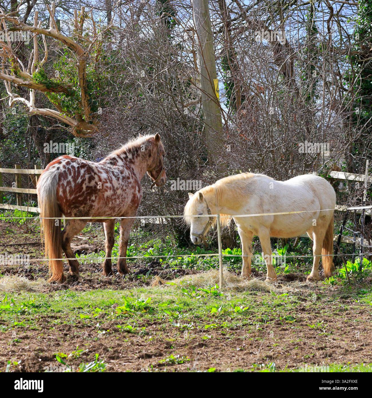 Appaloosa type spotty pony and small grey pony with thick winter coats ...