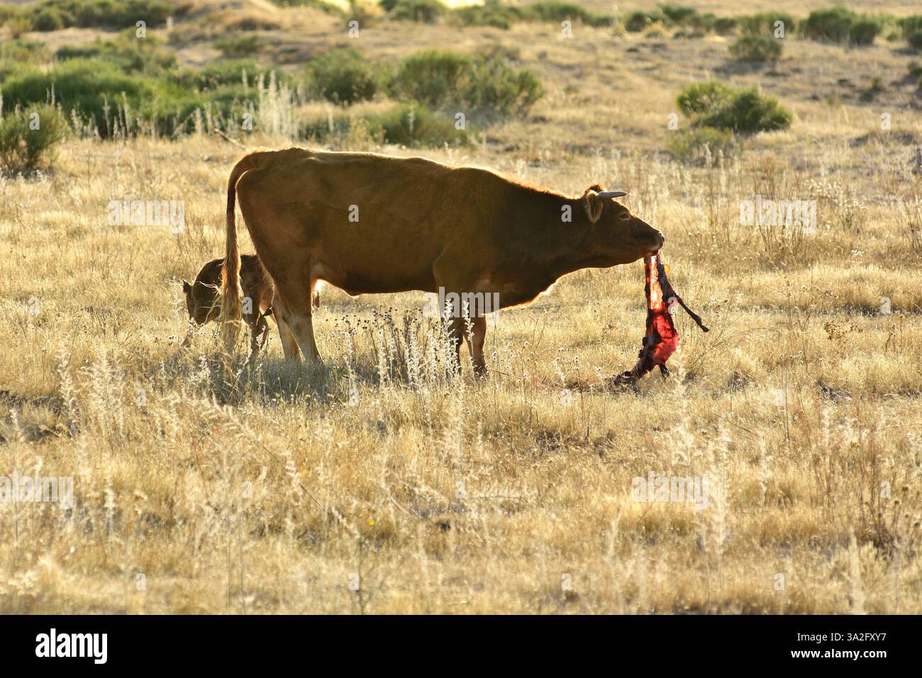 Cow and newborn. The birth was just a few minutes ago, the mother is ...
