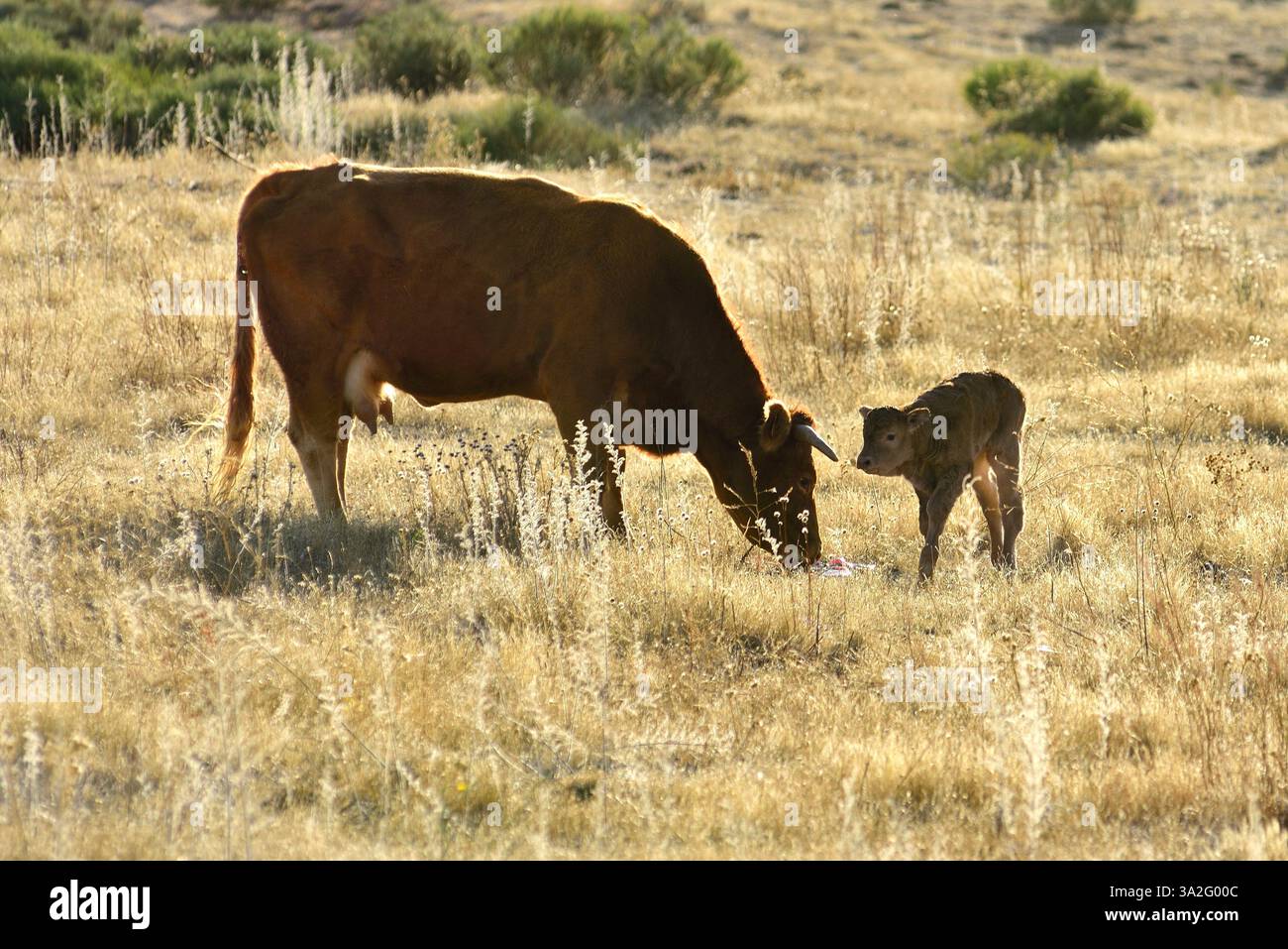Cow and newborn. The birth was just a few minutes ago, the mother is ...