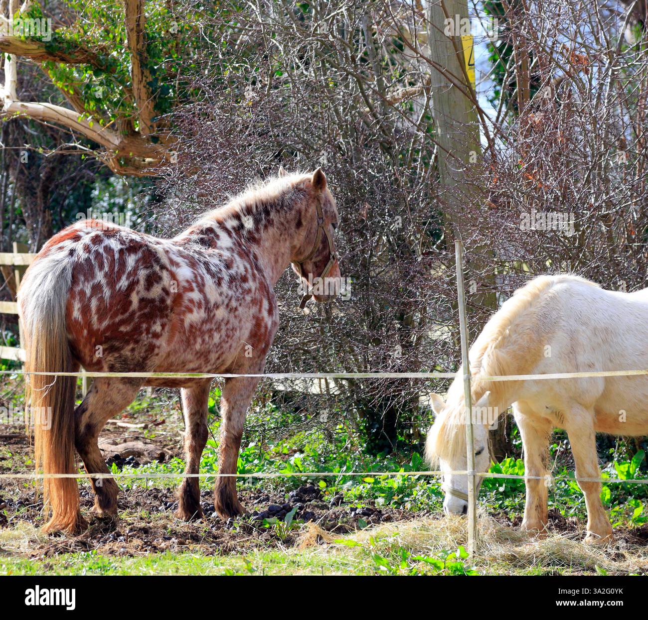 Appaloosa type spotty pony and small grey pony with thick winter coats ...