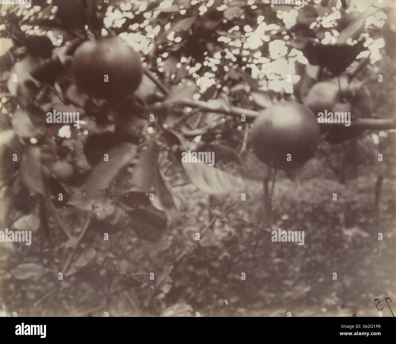 A close-up photograph by Eugène Atget, taken between 1922 and 1923, of ...