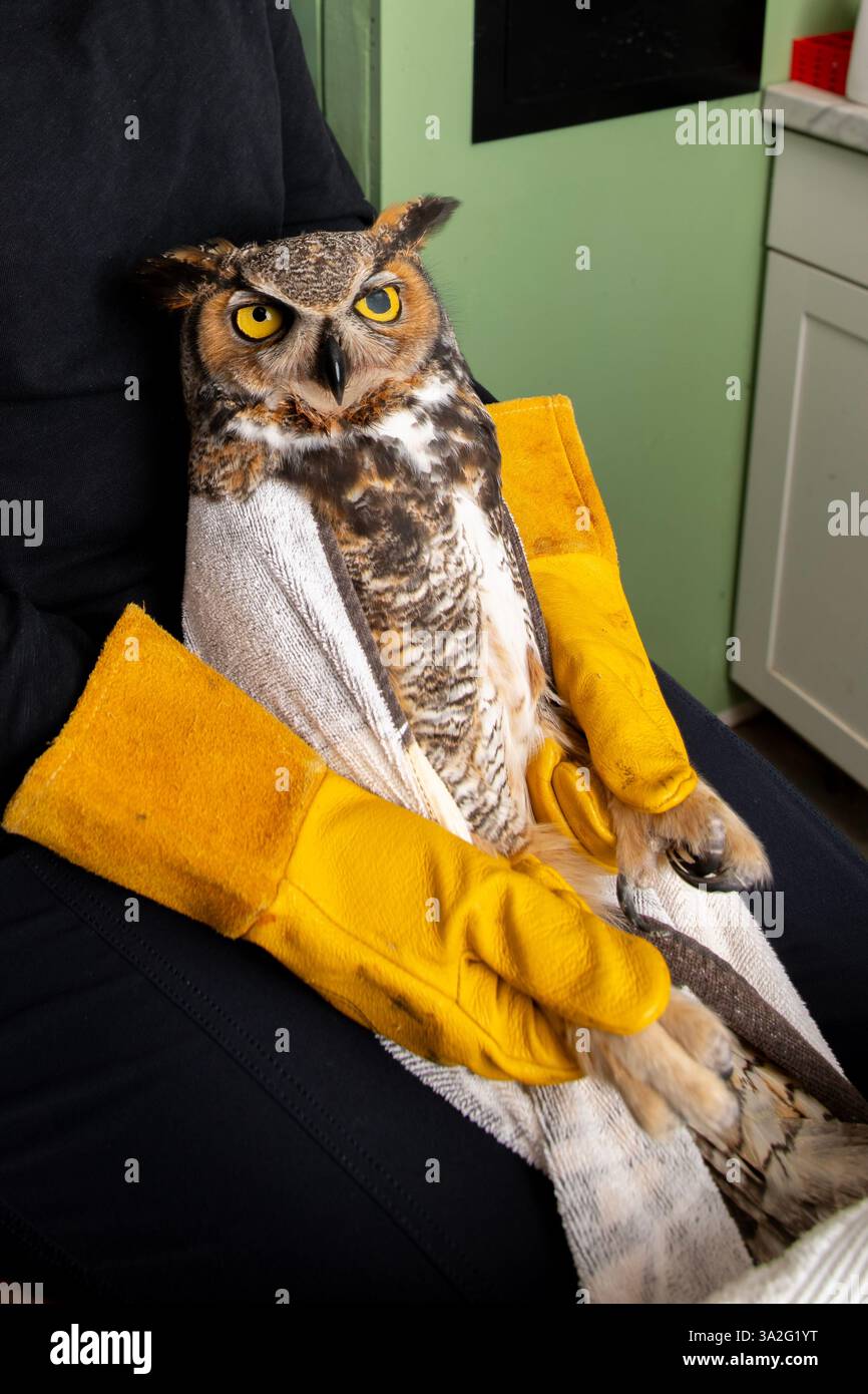 Animals Birds Great Horned Owl in a raptor rehabilitation center in ...