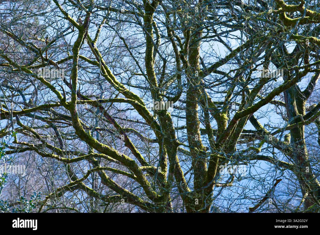 The skeleton forms of moss covered branches, sunlit from spring sunshine, Fletcher Park, Kendal ...