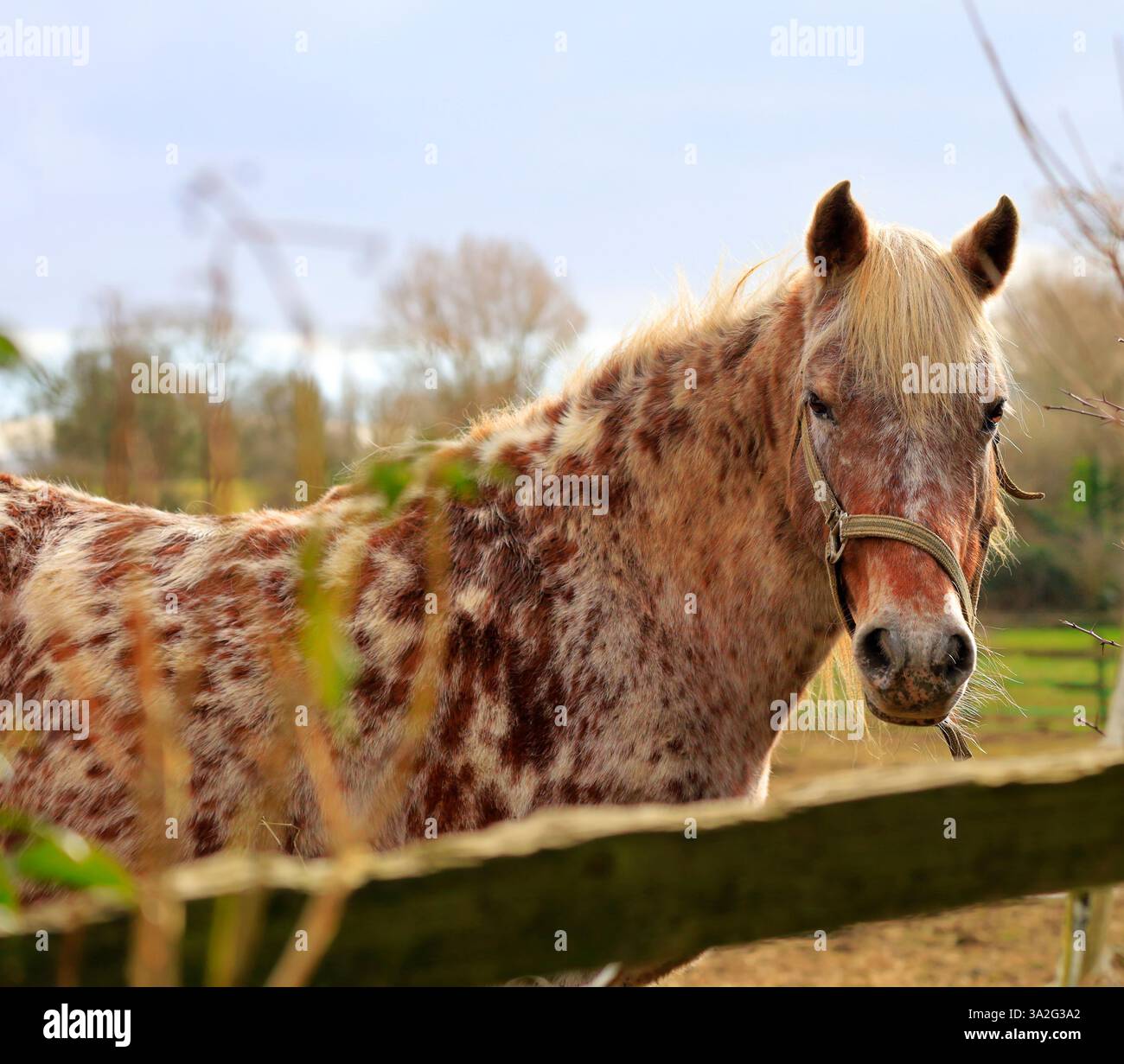 Appaloosa type spotty pony with thick winter coat in a field, Saltford ...
