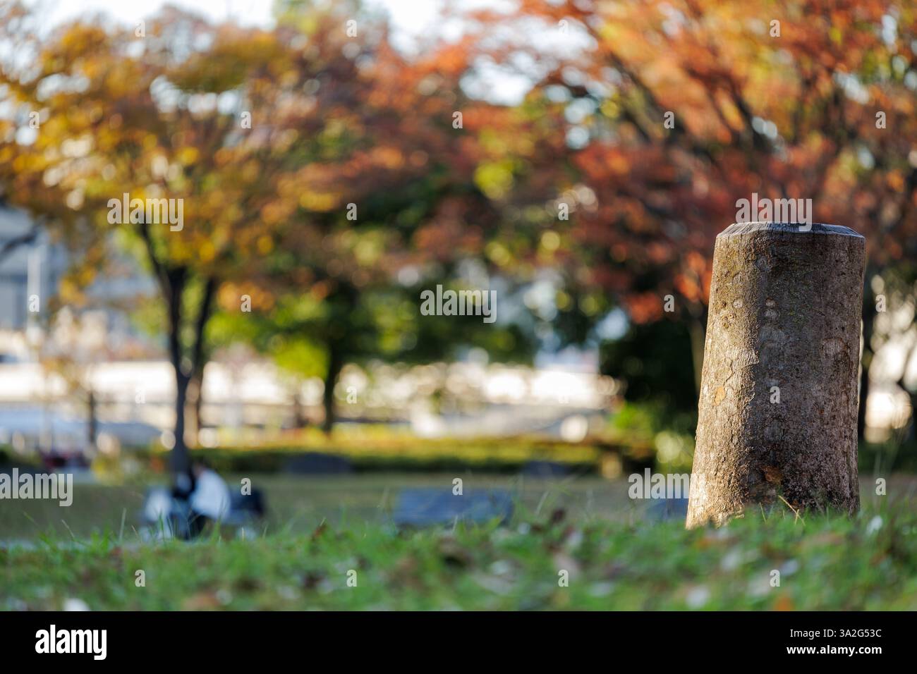 Natural park setting. Foreground focal point tree stump is illuminated ...