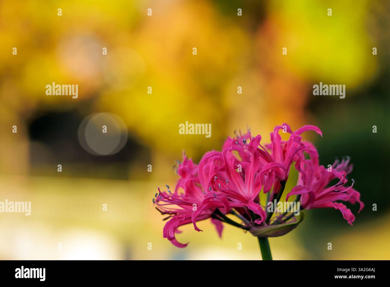 An orange and gold bokeh autumn backdrop highlights the focus on a lone ...