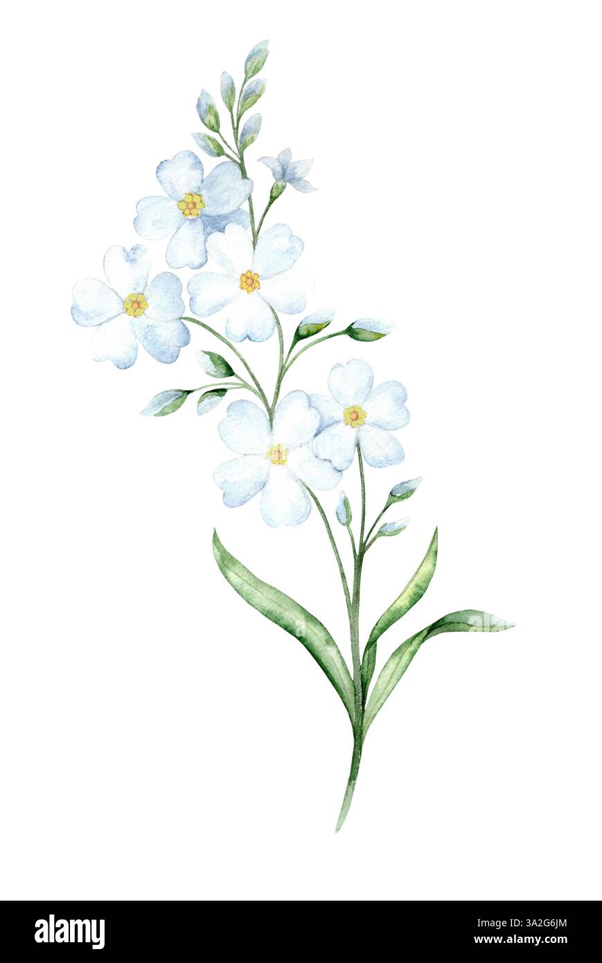 Watercolor illustration of delicate blue forget-me-nots. Elegant floral ...