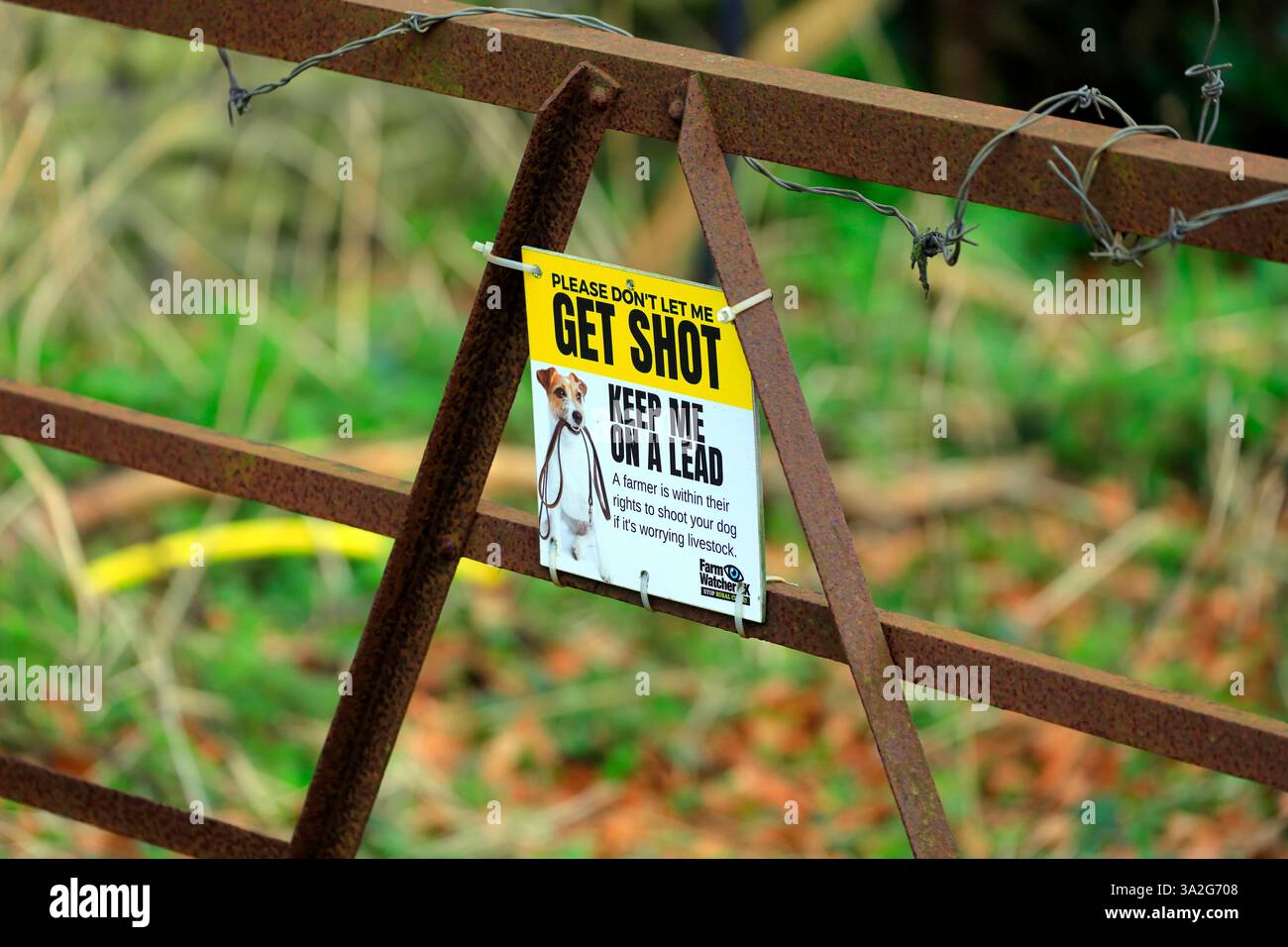 Watchdog on lead hi-res stock photography and images - Alamy