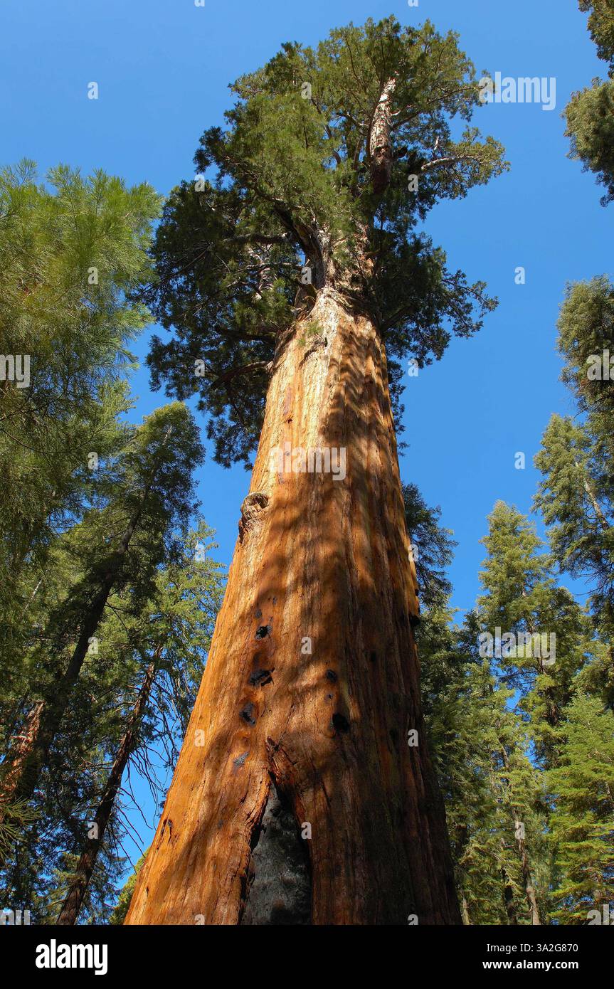 May 18, 2005 - Burbank, CA, USA - General Sherman Tree, World's Largest Tree by Volume, Giant ...