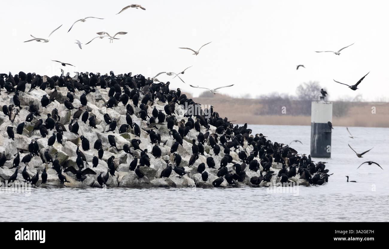 12 March 2025, Mecklenburg-Western Pomerania, Barth: Numerous ...