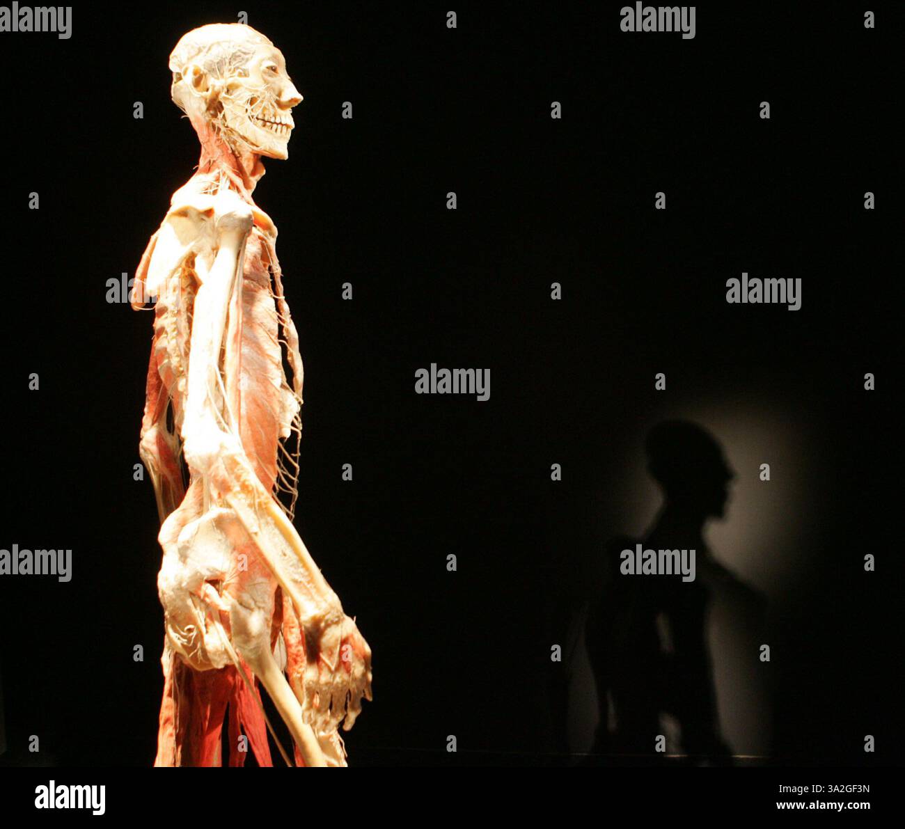 Nov 19, 2005; New York, NY, USA; A view of a human body & shadow at ...