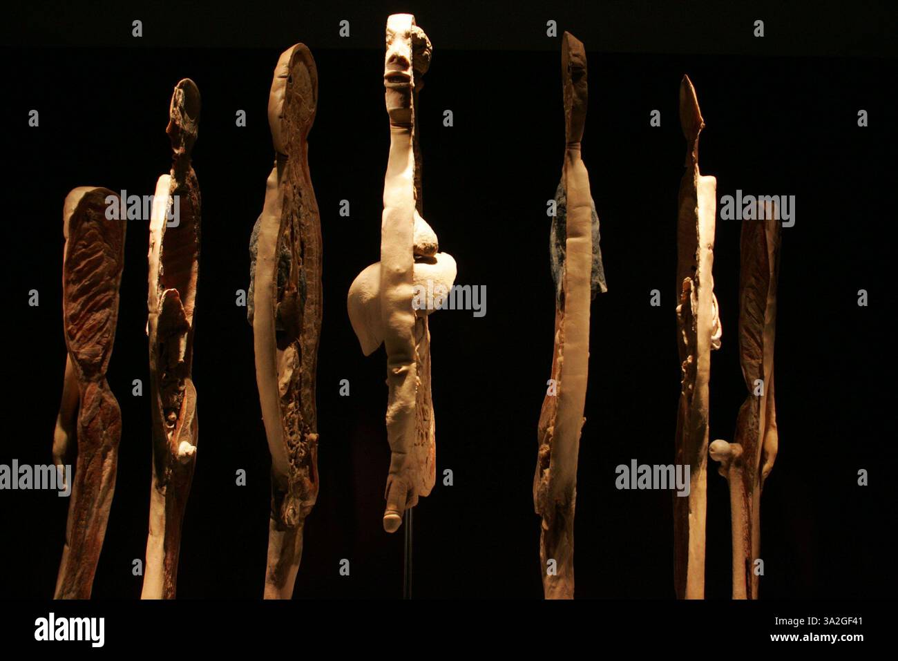 Nov 19, 2005; New York, NY, USA; A view of a body in slices at 'Bodies ...